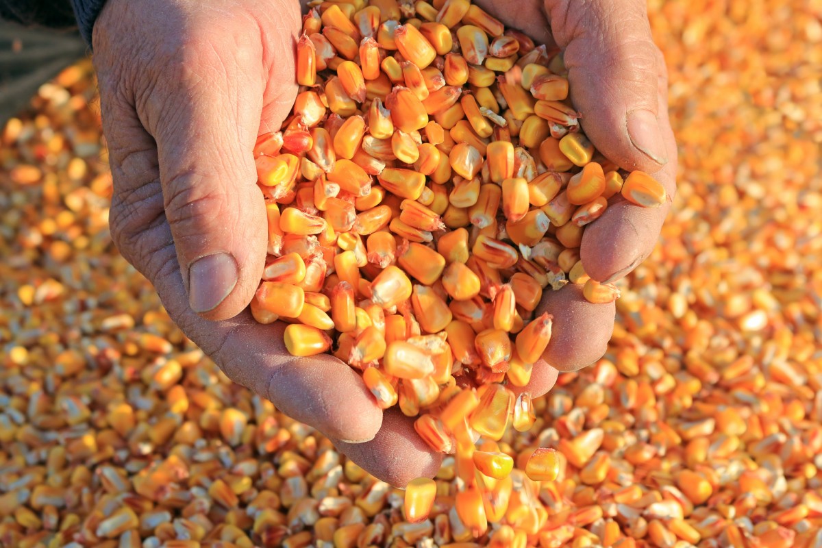 Milho Um Alimento Concentrado Energ tico Zootecnia Brasil