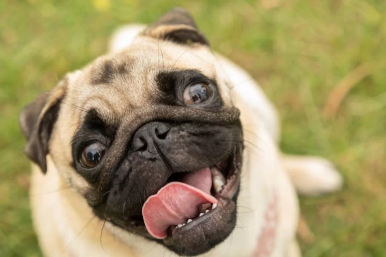 Saiba tudo sobre a raça Pug - Zootecnia Brasil