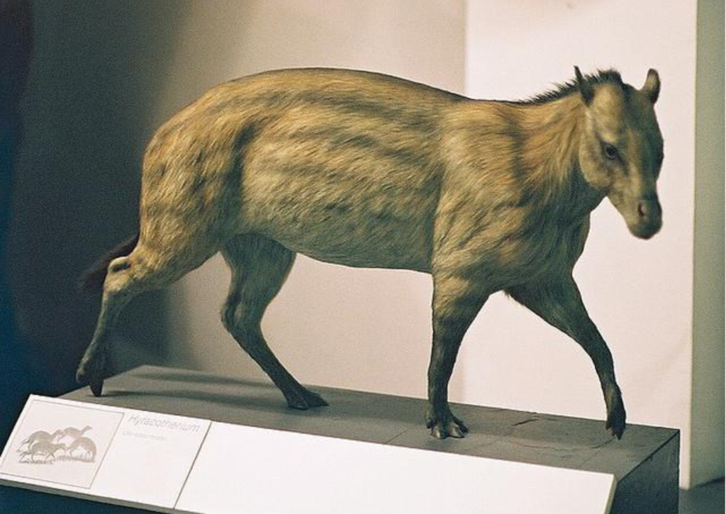 Conheça o Eohippus, o primeiro cavalo do mundo - Zootecnia Brasil