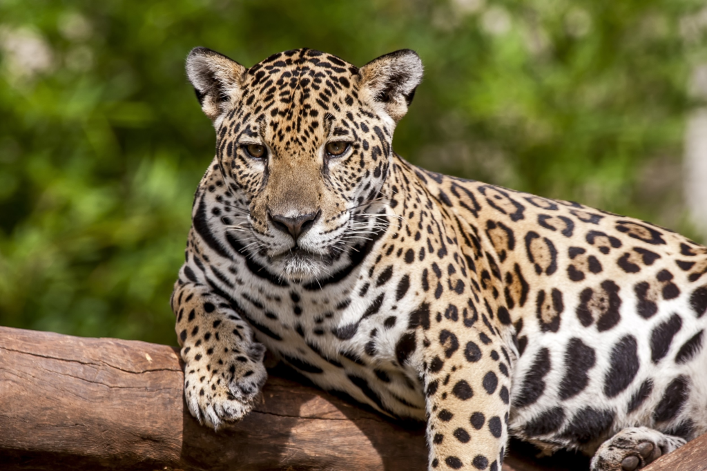Os animais da nota do real: conhecendo a fauna brasileira - Zootecnia ...