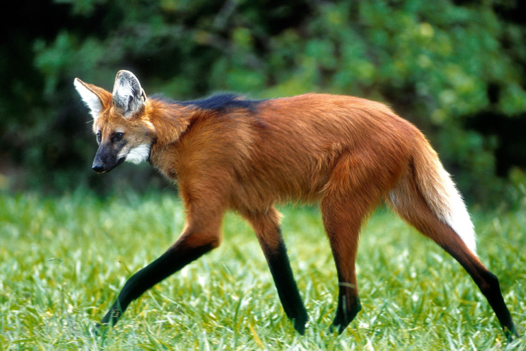 Os animais da nota do real: conhecendo a fauna brasileira - Zootecnia ...